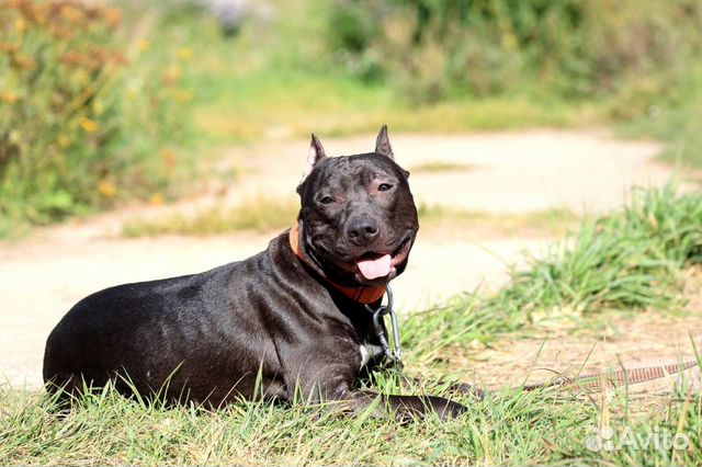 Годовалый Мобидик в дар