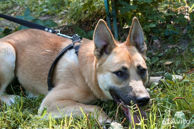 Собака в добрые руки, Локи ищет дом