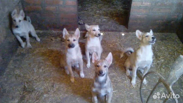 Щенки западно-сибирской лайки