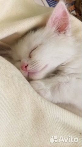 Отдам котенка в добрые руки