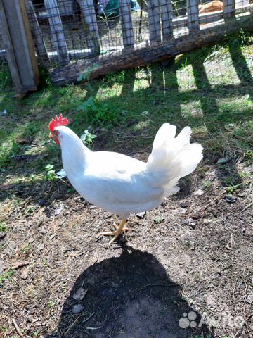 5 куриц-несушек