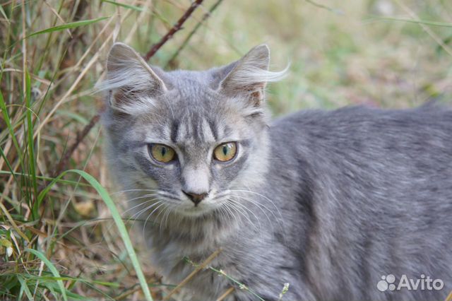 Две прекрасные девчушки ищут дом