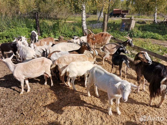 Высокоудойные козы и молодняк