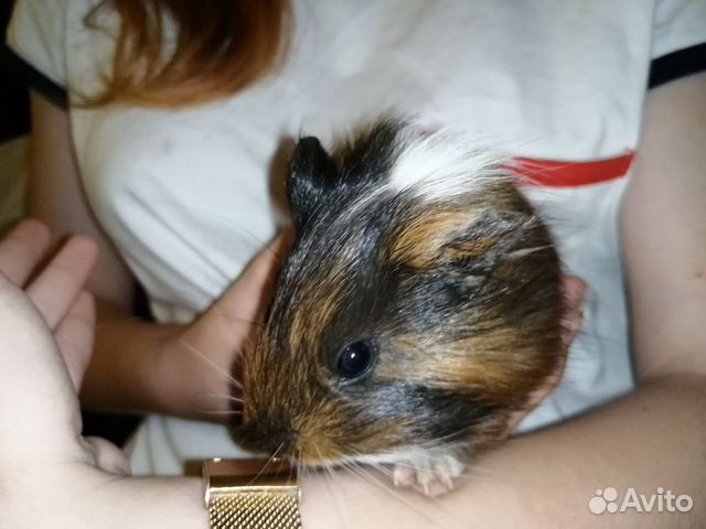 Морская свинка
