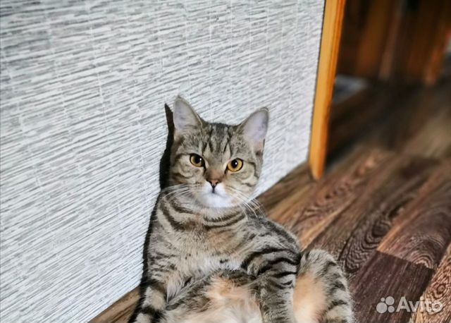 Пропала кошечка