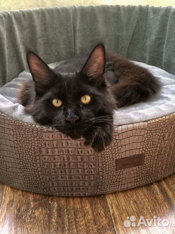 Домашняя пантера