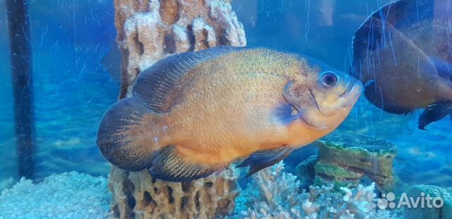 Астронотус