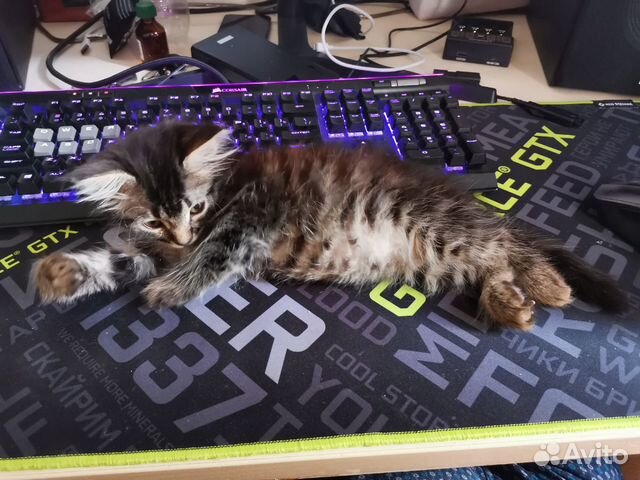 Кошка метист