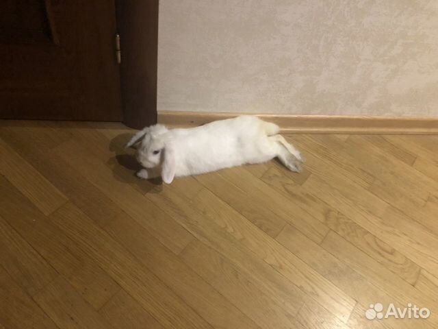 Кролик карликовый «под ключ»