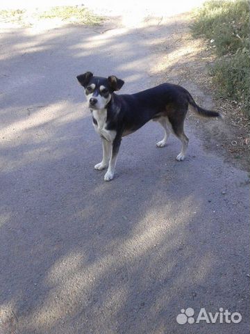 Помогите пожалуйста пристроить