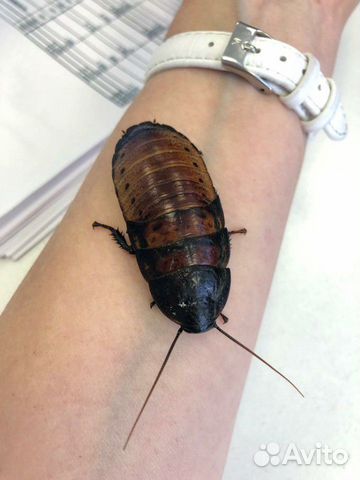 Мадагаскарский таракан