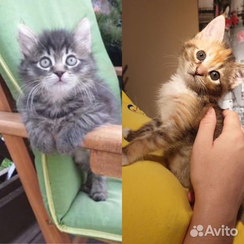 Ищем дом волшебным котятам