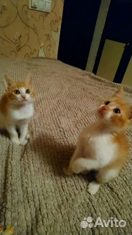 Котенок рыжий в дао 2 мес