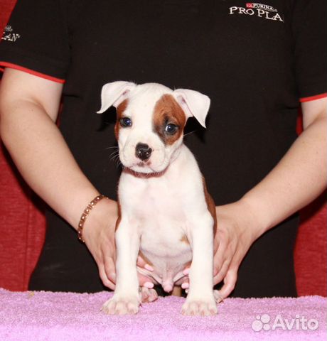 Американский стаффорд, щенок Ракета