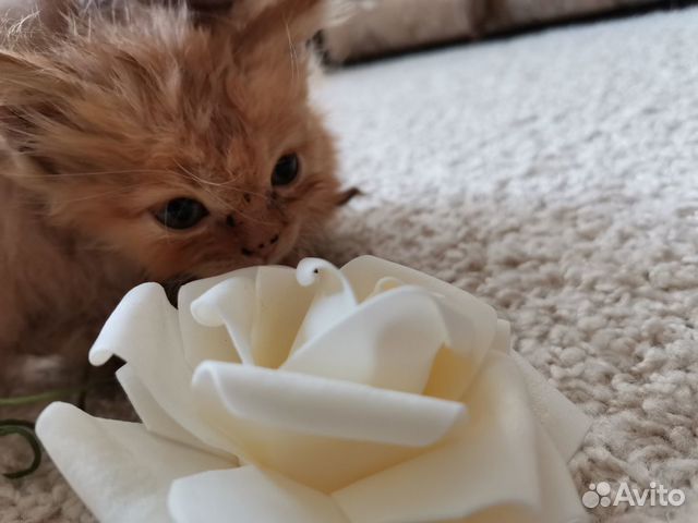 Ласковые котята очень ждут своего хозяина)