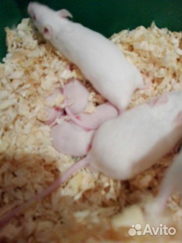 Отдам мышей в добрый руки