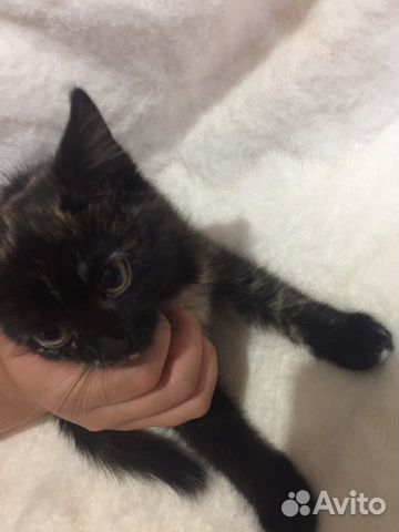 Отдам трехцветного котенка