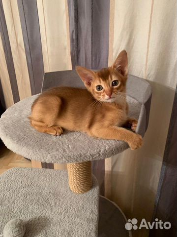 Абиссинские котятки