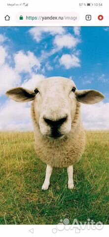 Бараны живые, мясо баранина