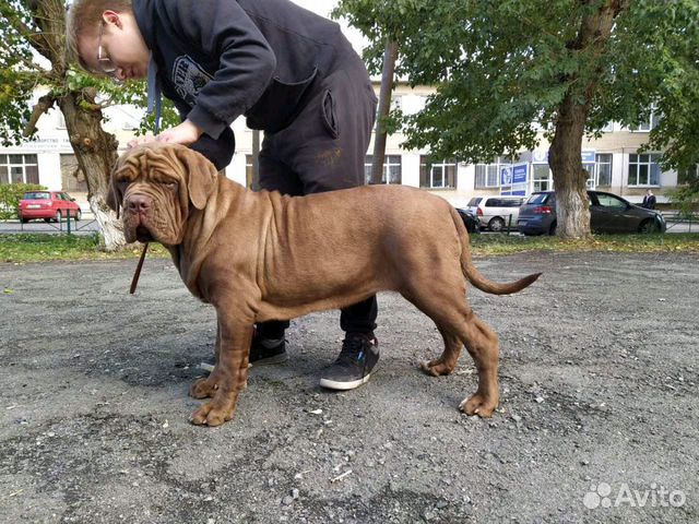 Мастино наполетано