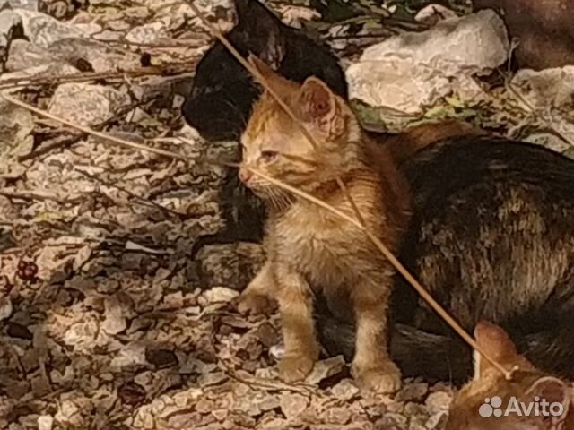 Рыжики ищут себе дом