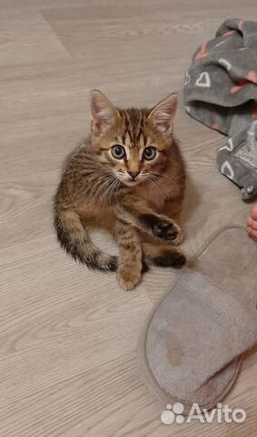 Котенок - кошечка 2 мес.веселушка