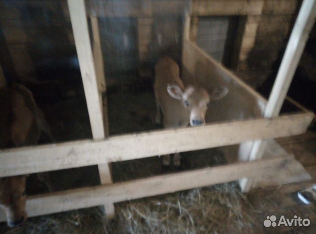 Джерсейские телята