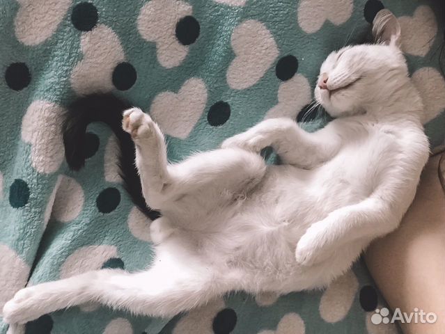 Котёнок ищет семью