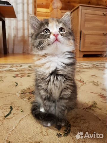 Сибирский котенок, девочка