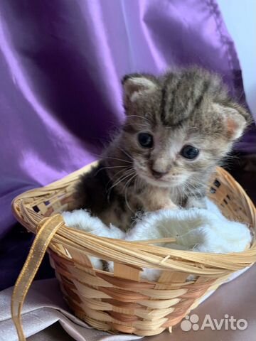 Человеку нужен кот