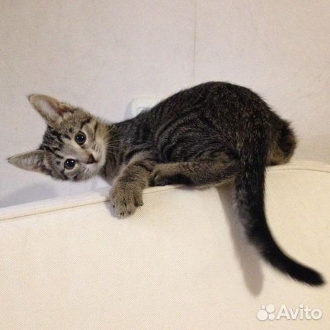 Ласковые котята ищут дом