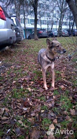 Собака Марго в добрые руки