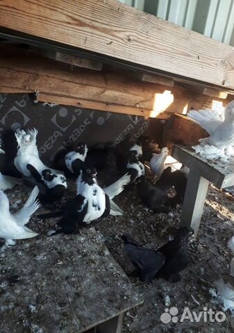 Голуби статные