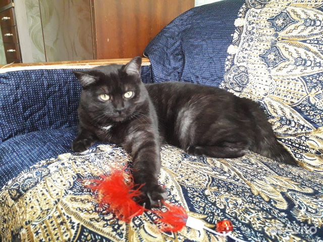 Британская кошечка Мисти 2 года