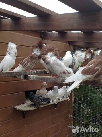 Голуби павлины, якобины