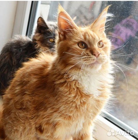 2 шикарных, рыжих котика мейн кун