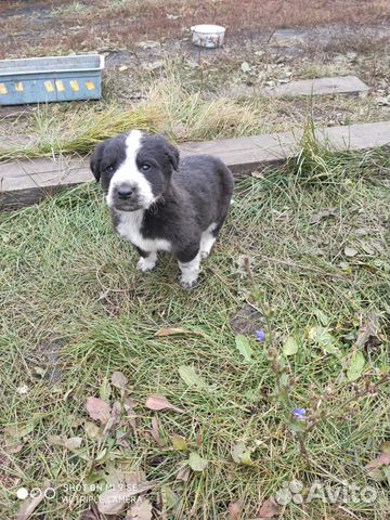 Отдам щенков