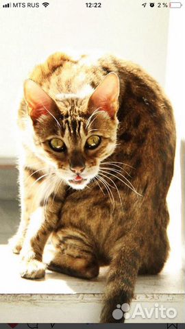 Кошка бенгал