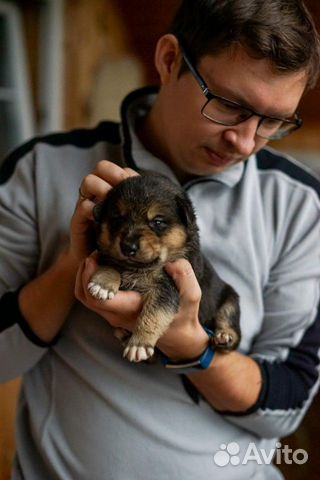 Щенки. Метис овчарки