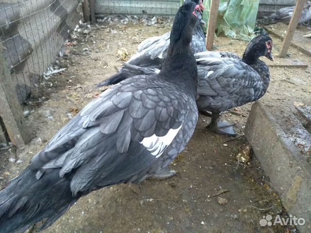 Мускусные утки голубые, серебро, изумруд