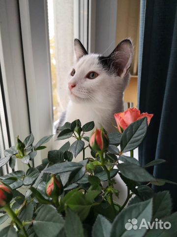 Отдам самого милого и мягкого котёночка