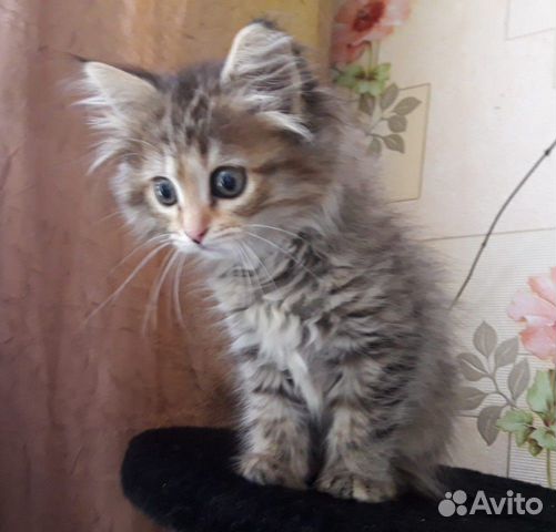 Сибирский котенок девочка в дар