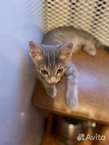 Турецкий ван