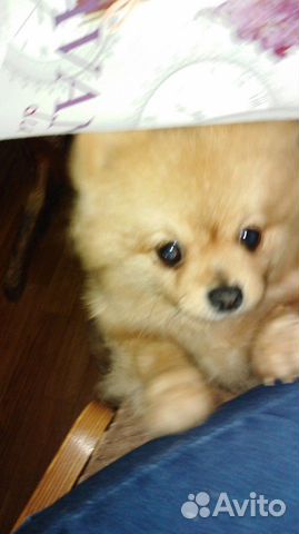 Девочка мишка 2.5 года