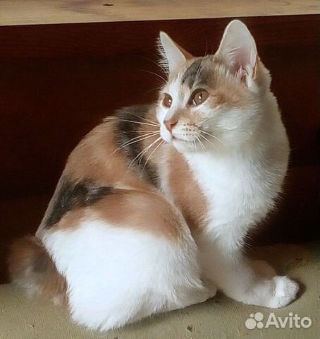 Курильские очаровательные рысята