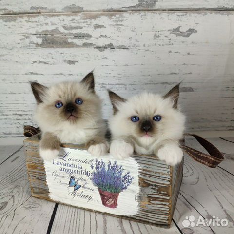 Коржик и Компот рэгдоллы, документы