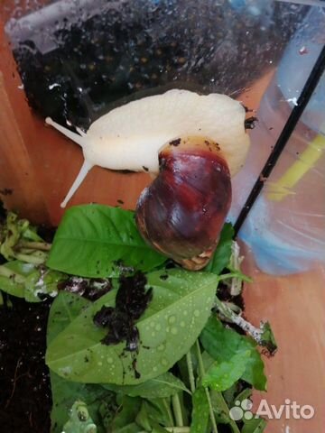 Продам улитку с аквариумом