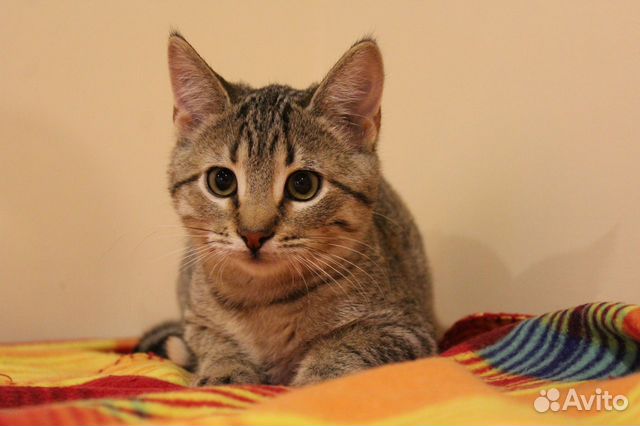 Мальчик Чарлик в добрые руки