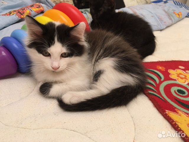 Ласковые умные котята в добрые руки