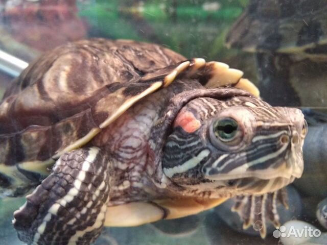 Черепаха водная